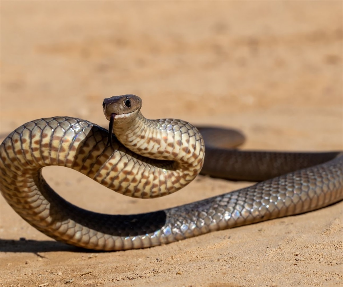 Snake Handling Course | Croydon Shire Council