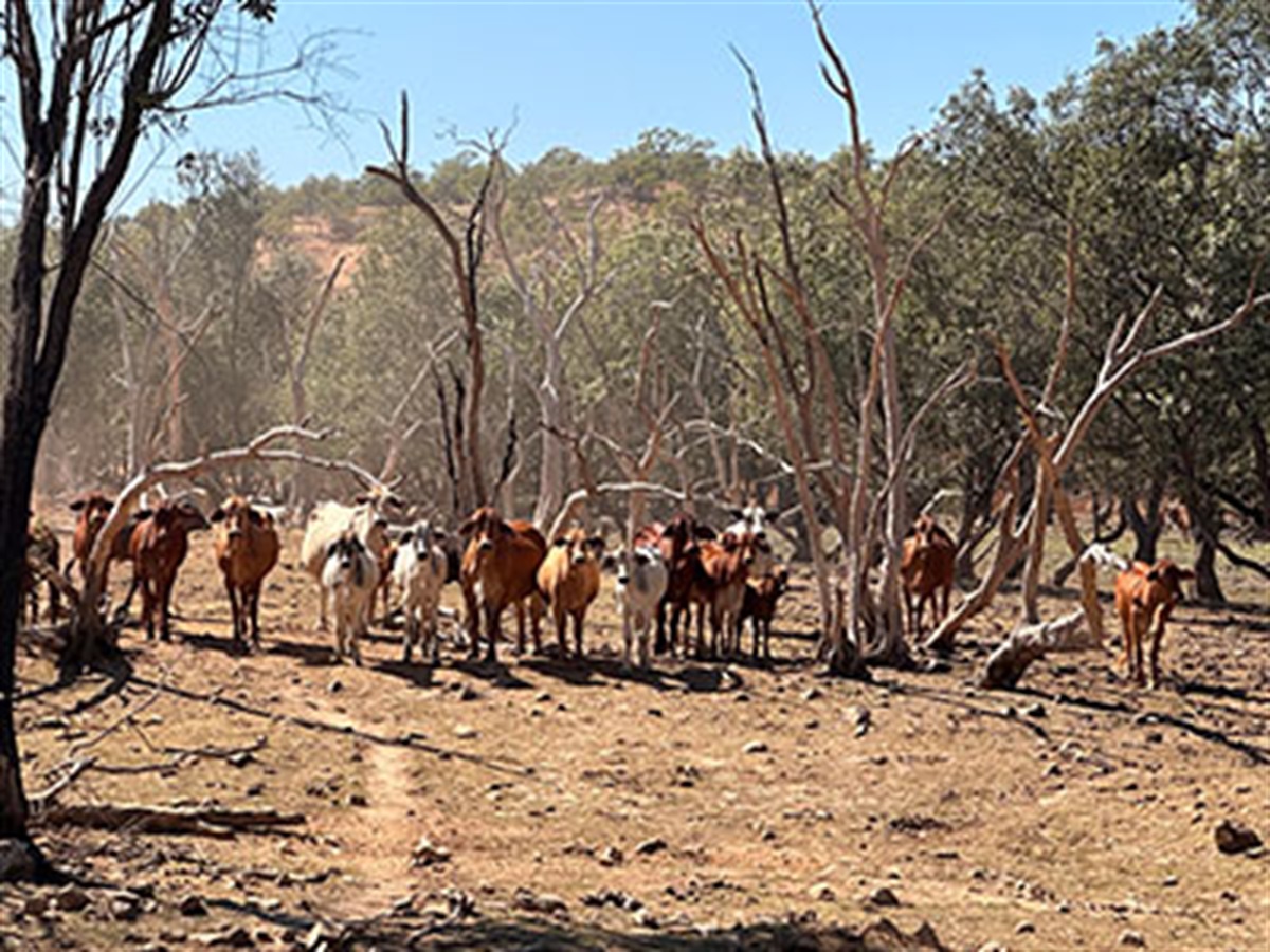 Croydon Shire Planning Scheme | Croydon Shire Council